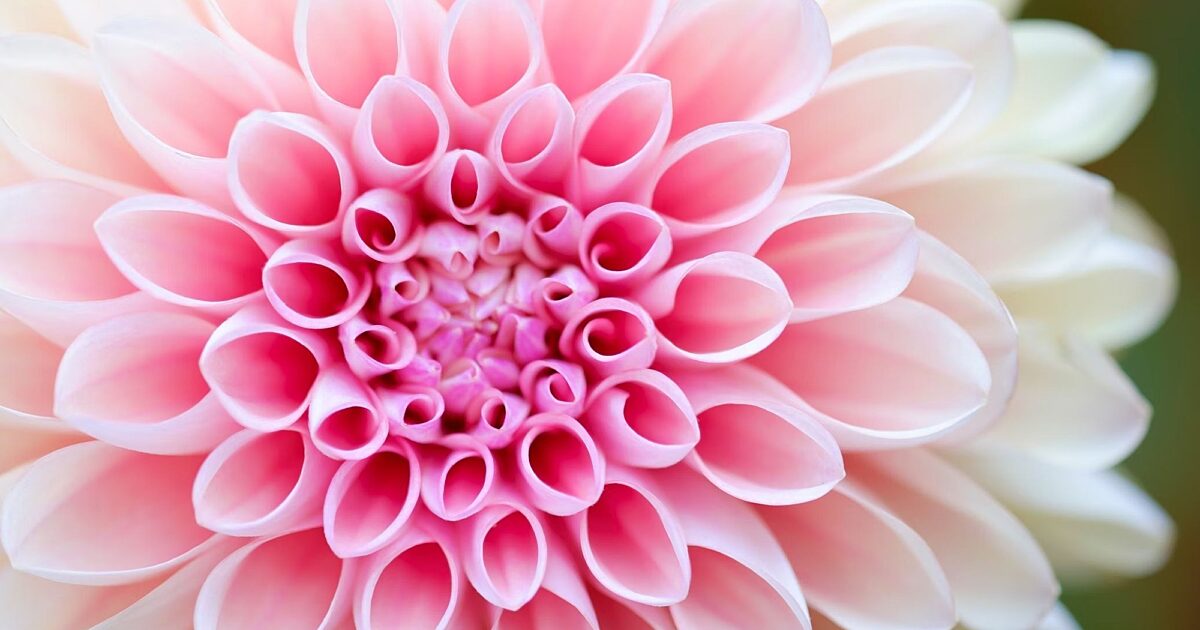 Makrofotografie von Blumen als Hobby: Die… | Radio Gong Würzburg